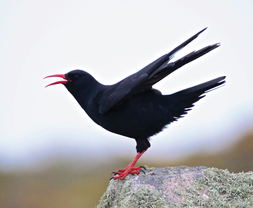 Our story – Chough Rock
